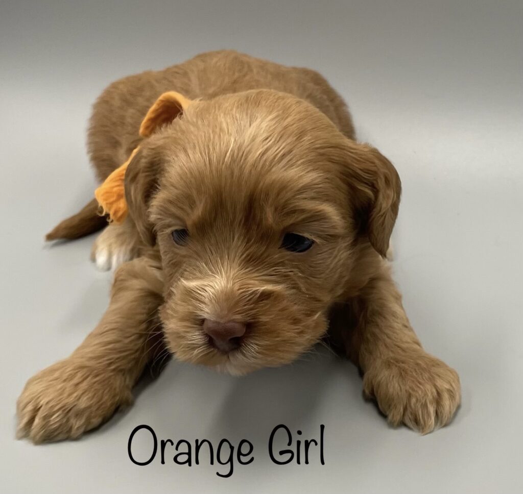 Australian Labradoodles – Sophies Goldendoodles