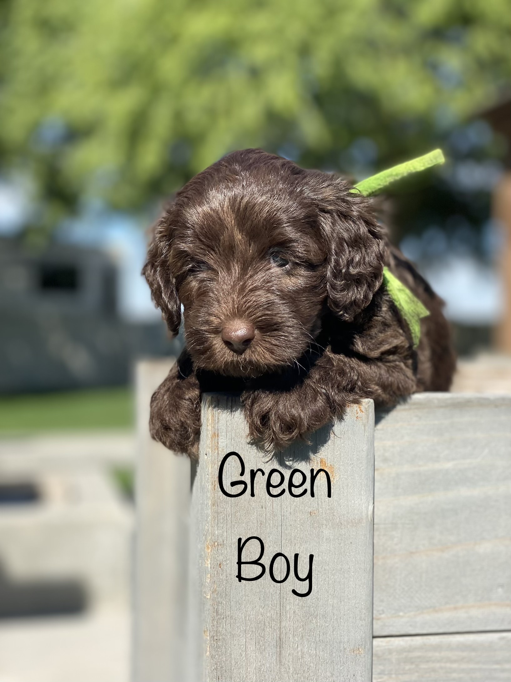 Australian Labradoodles – Sophies Goldendoodles