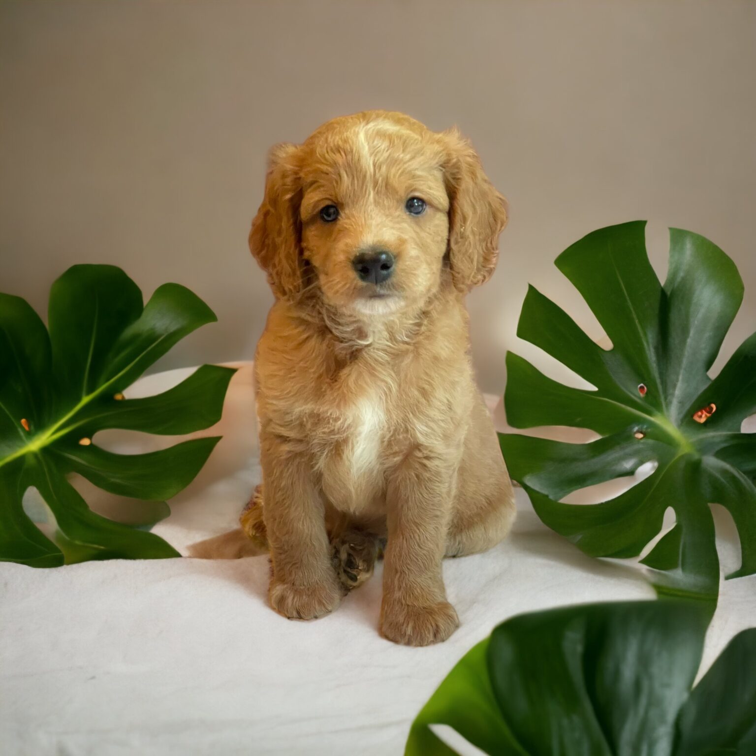 Australian Labradoodles – Sophies Goldendoodles
