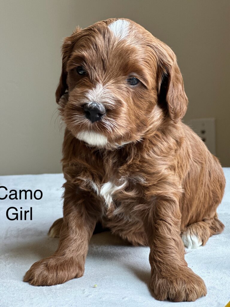 Standard Goldendoodle Puppies – Sophies Goldendoodles