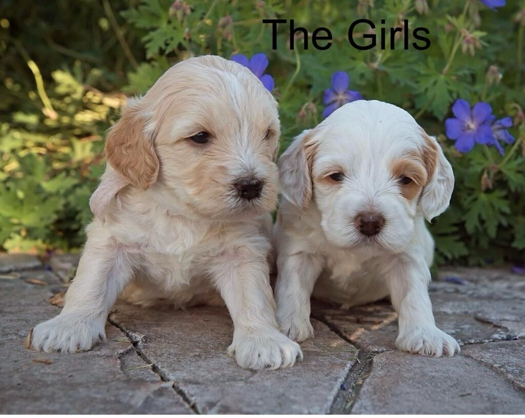 Australian Labradoodles – Sophies Goldendoodles