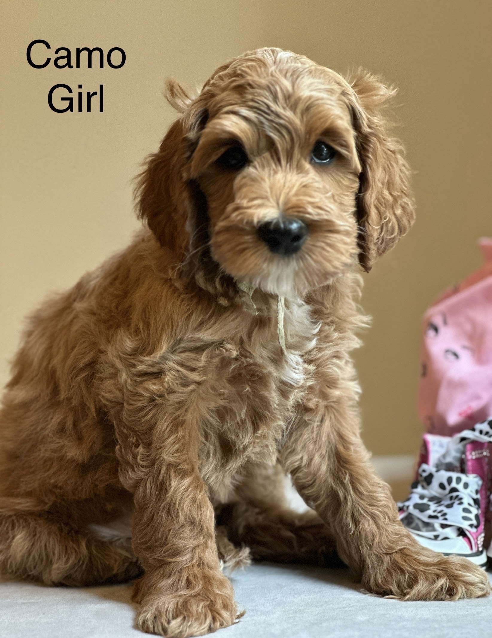 Australian Labradoodles – Sophies Goldendoodles