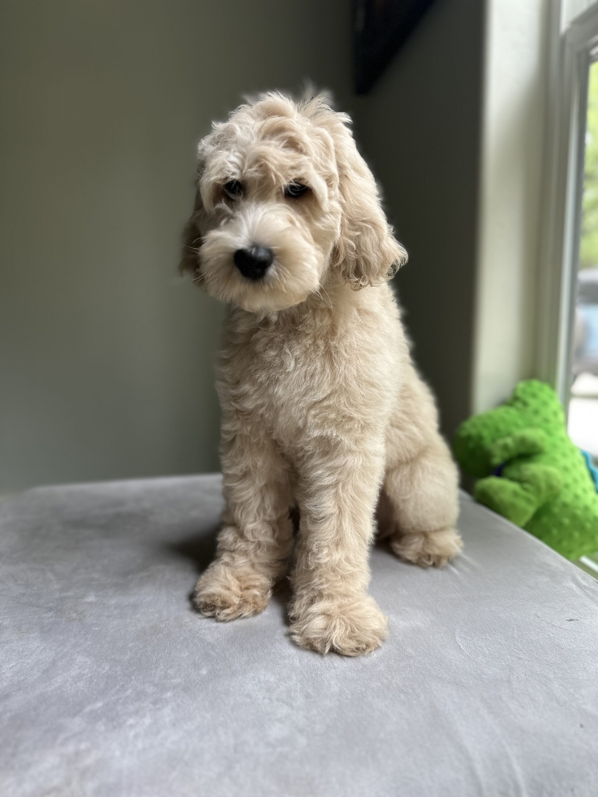 Standard Goldendoodle Puppies – Sophies Goldendoodles