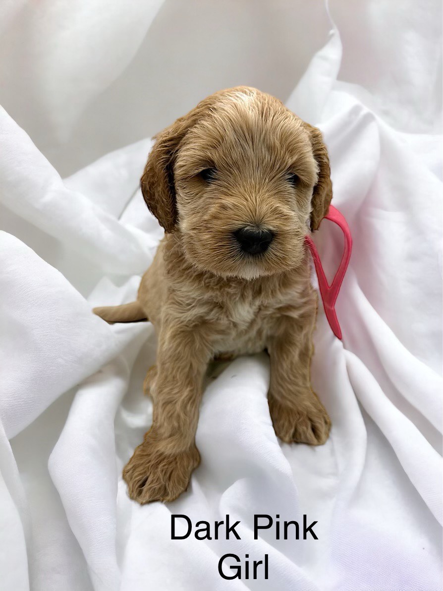 Australian Labradoodles – Sophies Goldendoodles
