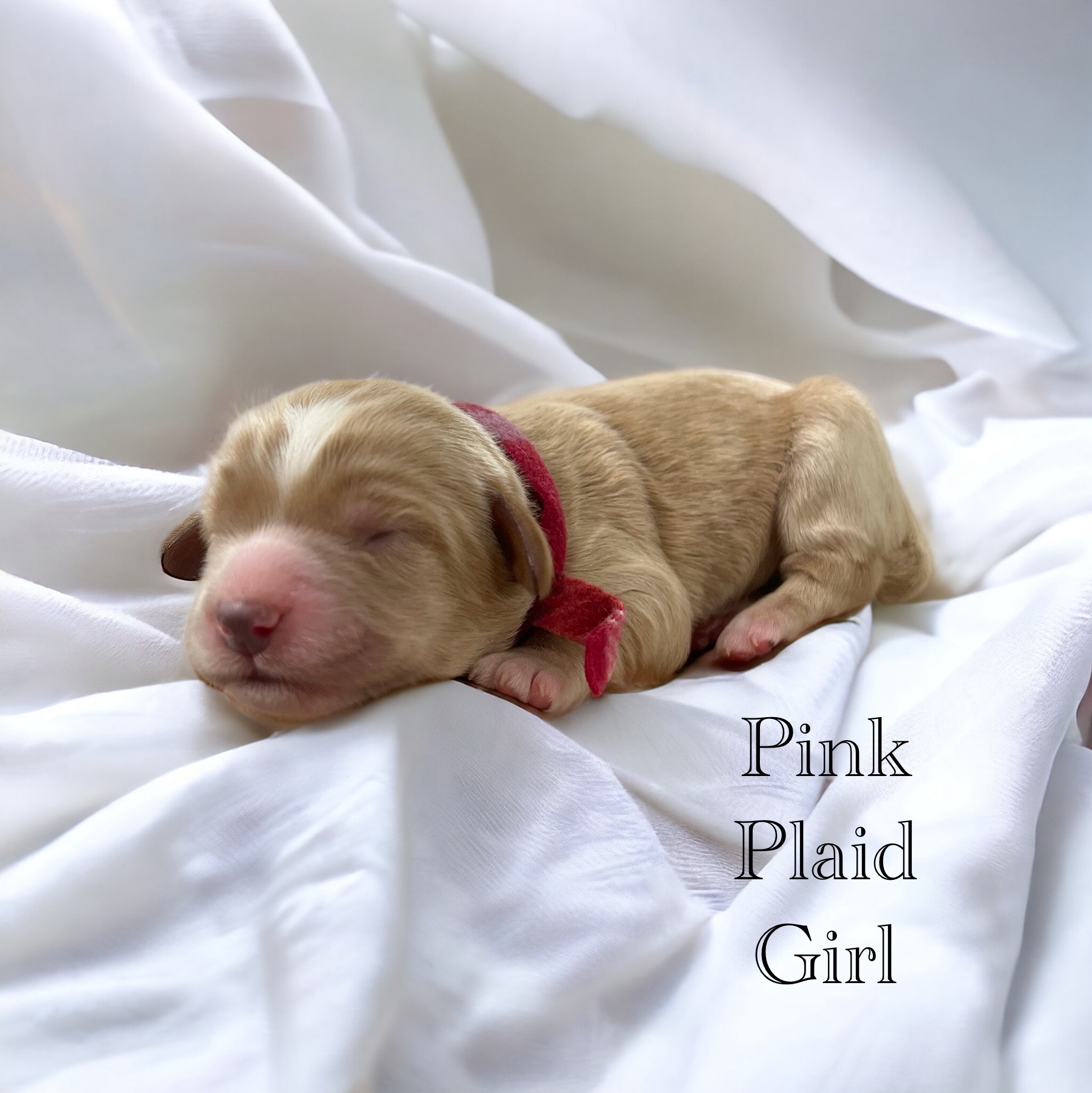 Australian Labradoodles – Sophies Goldendoodles